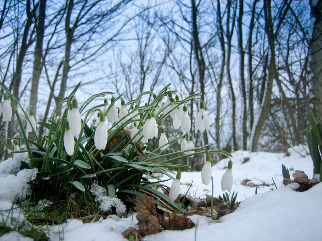 Sandbach (Market Day) & Snowdrops at Rode Hall - Bibbys of Ingleton